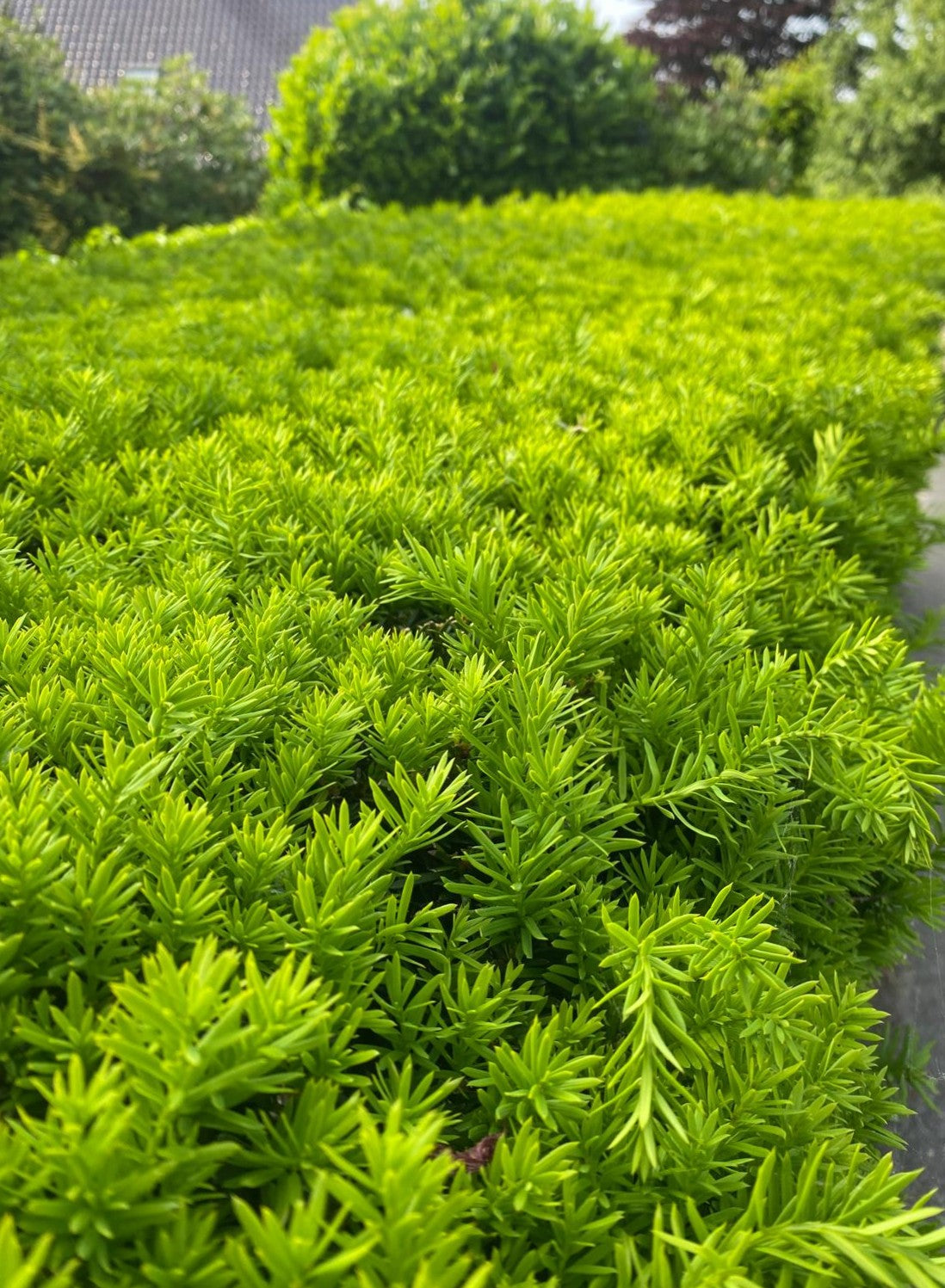 Taxus haag kopen | Wintergroene kwaliteit van Kwekerij van Zwol